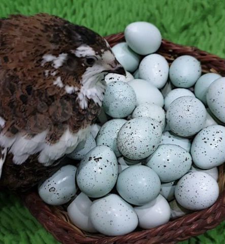 Инкубационное яйцо перепелиное