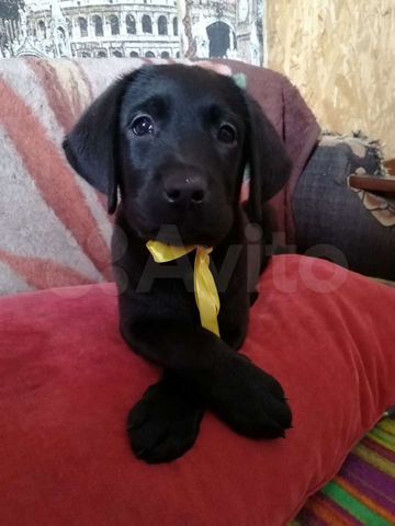 Щенки лабрадора