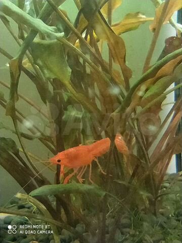 Флоридский красный рак