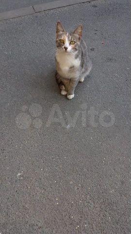 Прошу, кошка может замерзнуть