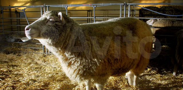 Овцы бараны ягнята оптом