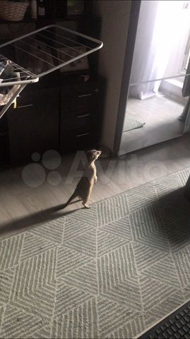 Сурикаты (семья)