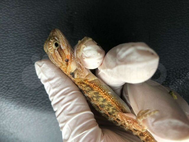 Бородатая агама