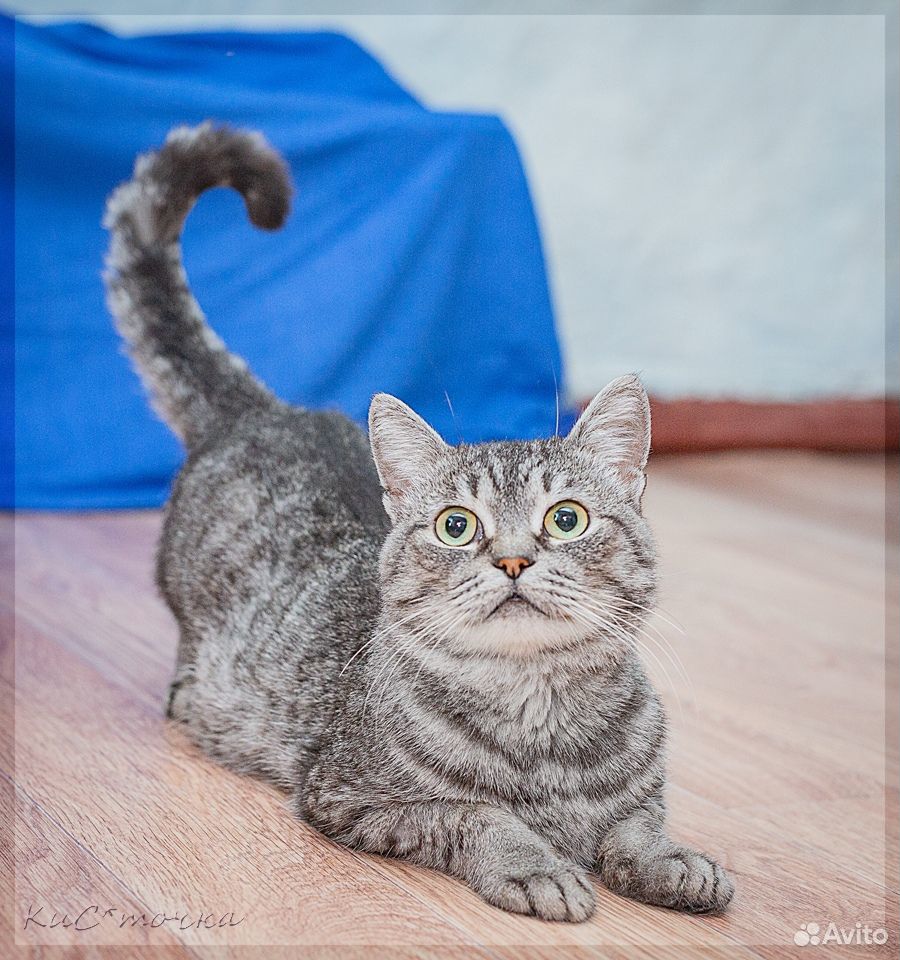 Шикарный котик Моня, 2 года