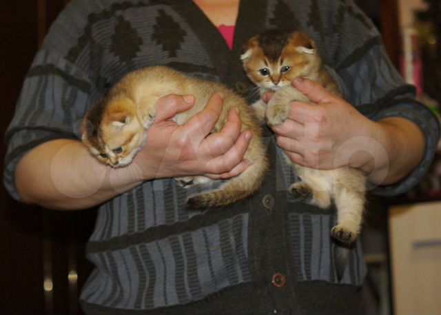 Золотые котятки (чистокровные)