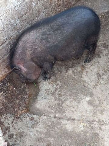 Вьетнамская вислобрюхая свинка 8 месяцев