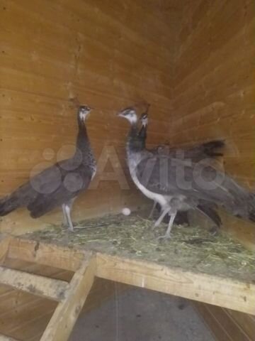 Продаются павлины индийские, павы (самки)