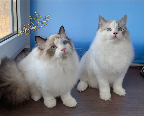 Котята рэгдолл,мальчики