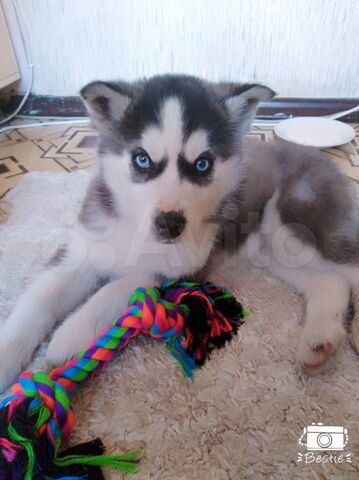 Собаки хаски щенки