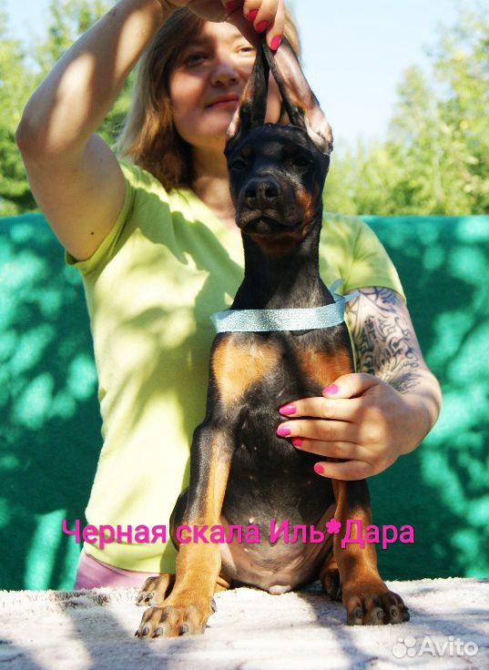 Доберман породистые щенки, открыта запись