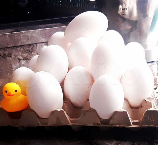 Яйцо инкубационное гусиное