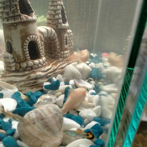 Золотистый сомик