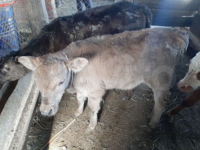 Бычки и телята