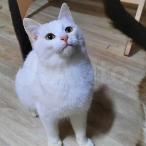 Котенок белый, котик 5 месяцев