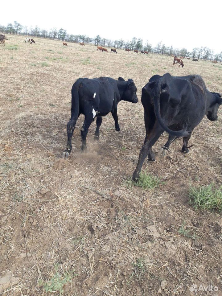 Бычки тёлки коровы