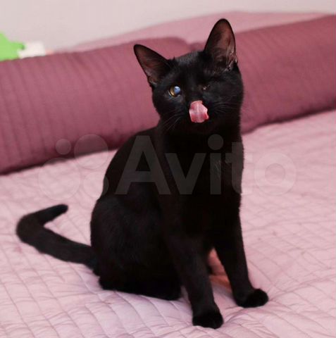 Котёнок, помогу найти любимца