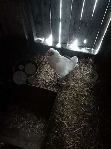 Петрушки карликовые