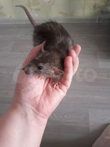 Крыски Дамбо