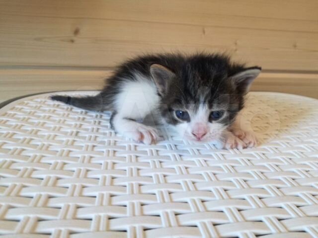 Котик Маркус растет и ищет родителей