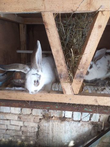 Кролики фландр и ризен продаю самок крупных пород