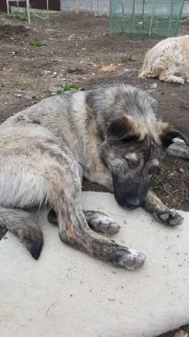 Подрощенный щенок ищет дом время до субботы