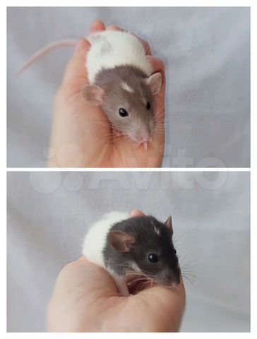 Крысята дамбо, бронирование