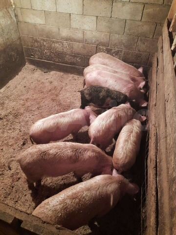 Поросенок ландрас