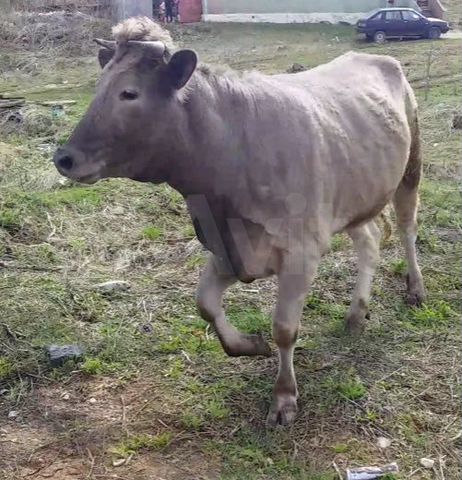 Продаю телку