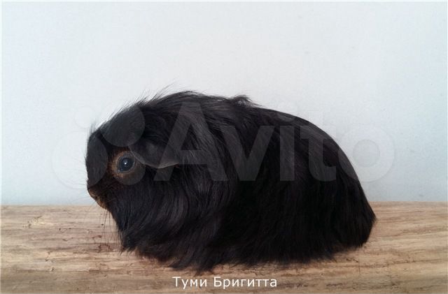 Морская свинка шелти девочка