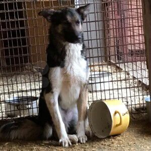 Молодые собачки из помёта "Бабочки"