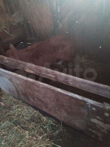 Домашние животные