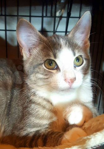 Чудесный котенок Тошико