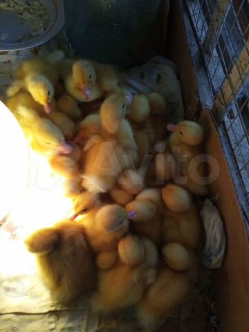 Утята Агидель бройлерные