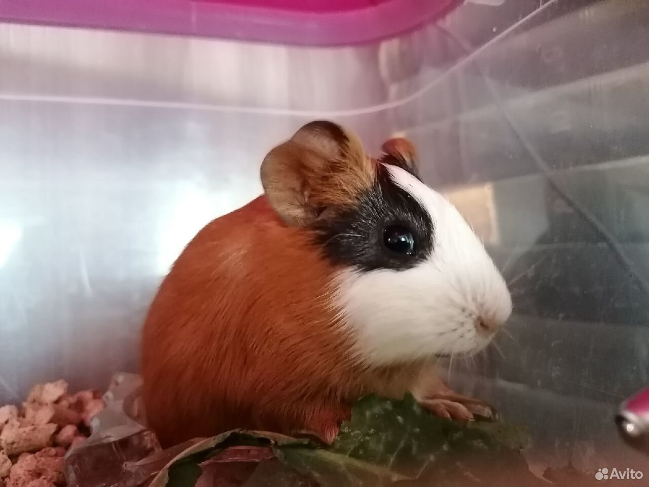 Продается морская свинья-мутант