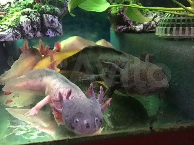 Молодые аксолотли