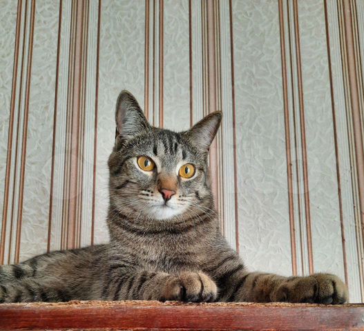 Кот в добрые руки