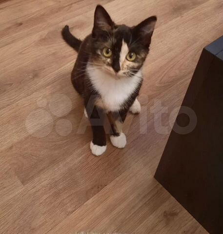 Кошечка в добрые руки